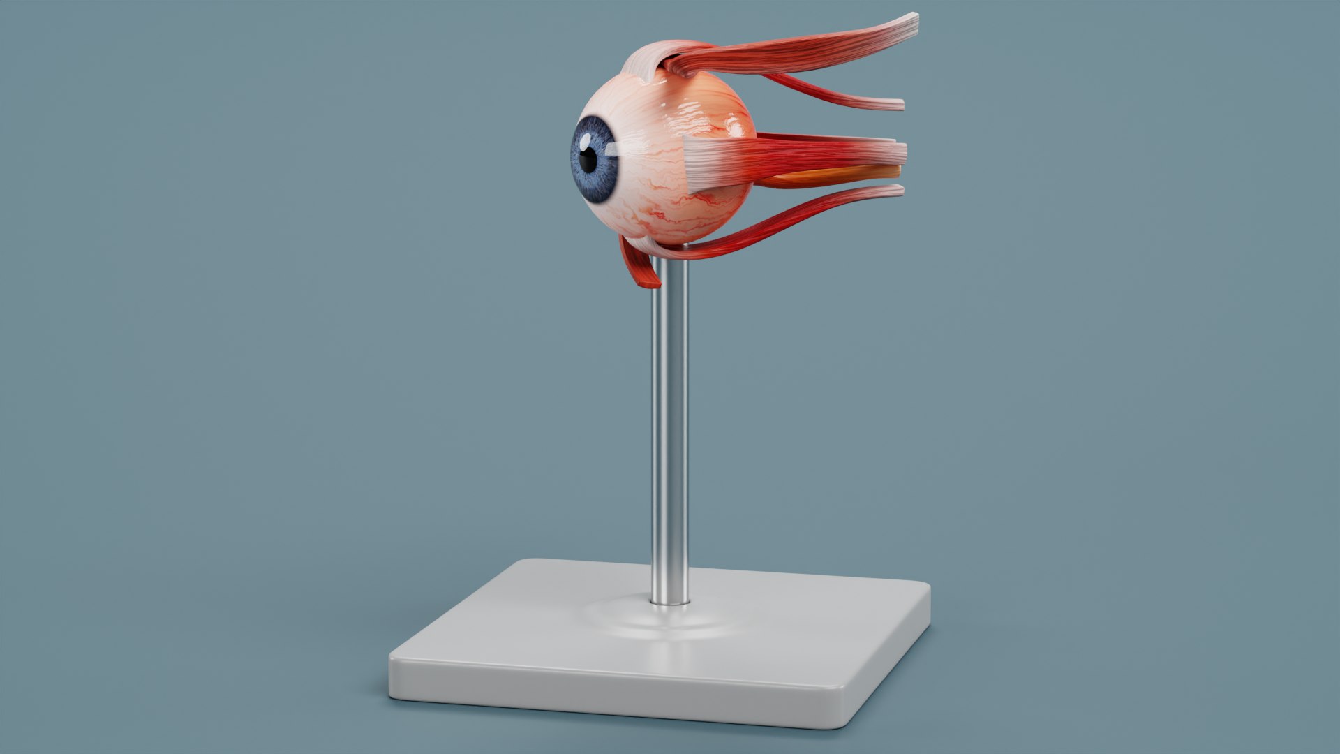 Eye Model 3D - TurboSquid 2025628