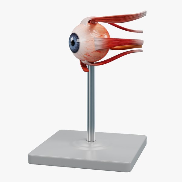 modelo 3d modelo de ojo - TurboSquid 2025628