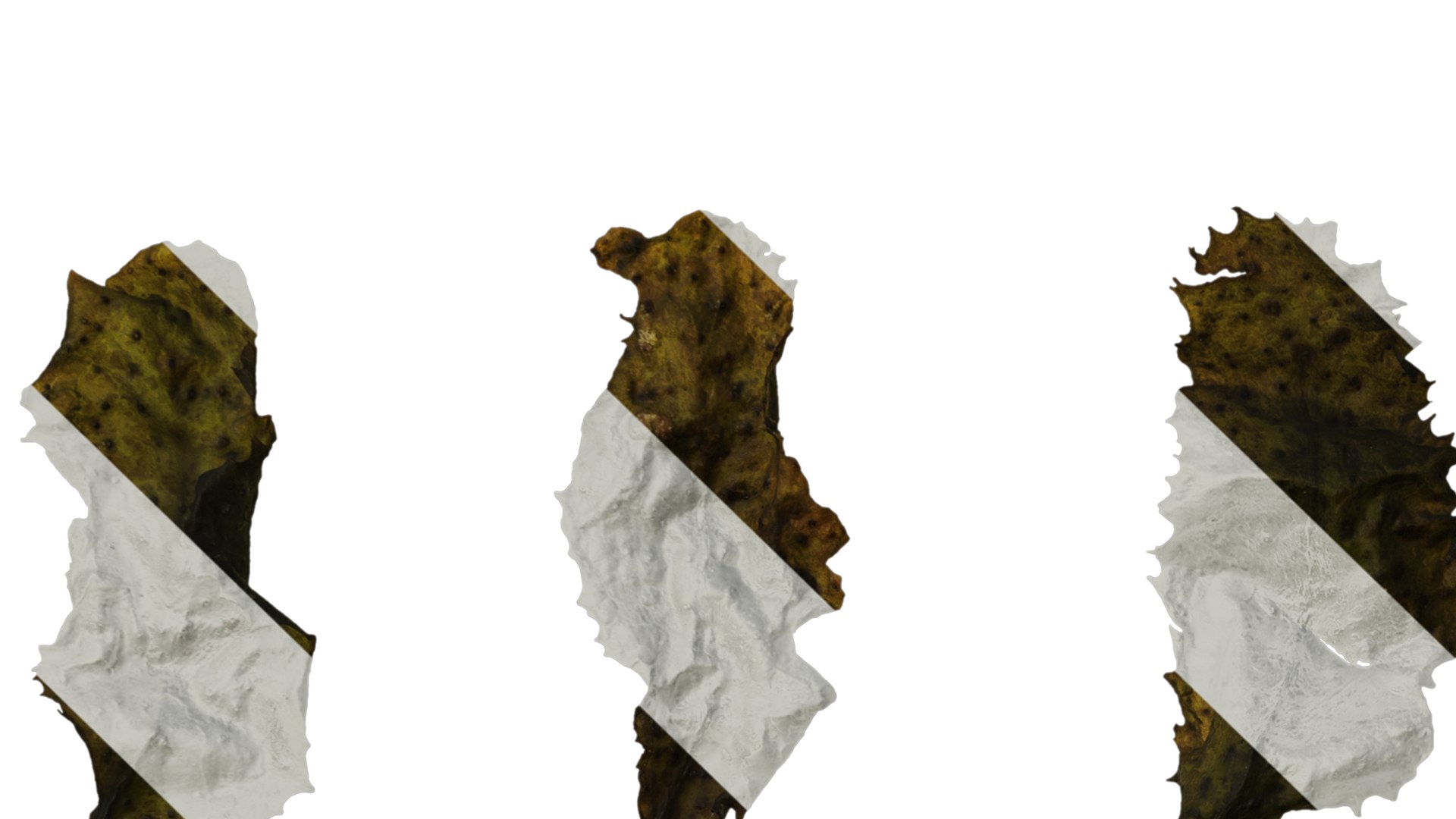 Anydrafts Sargassum Pallidum Split 02 Textures 3D - TurboSquid 2345257