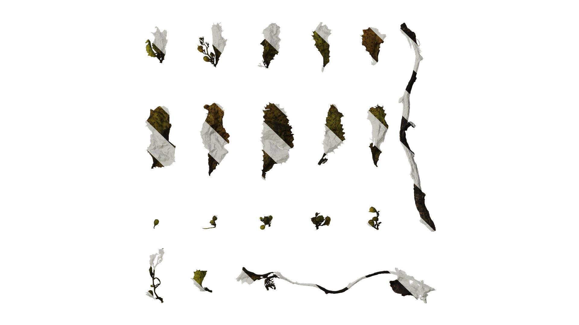 Anydrafts Sargassum Pallidum Split 02 Textures 3D - TurboSquid 2345257