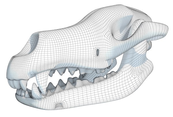 print-ready dog skull printing 3d model