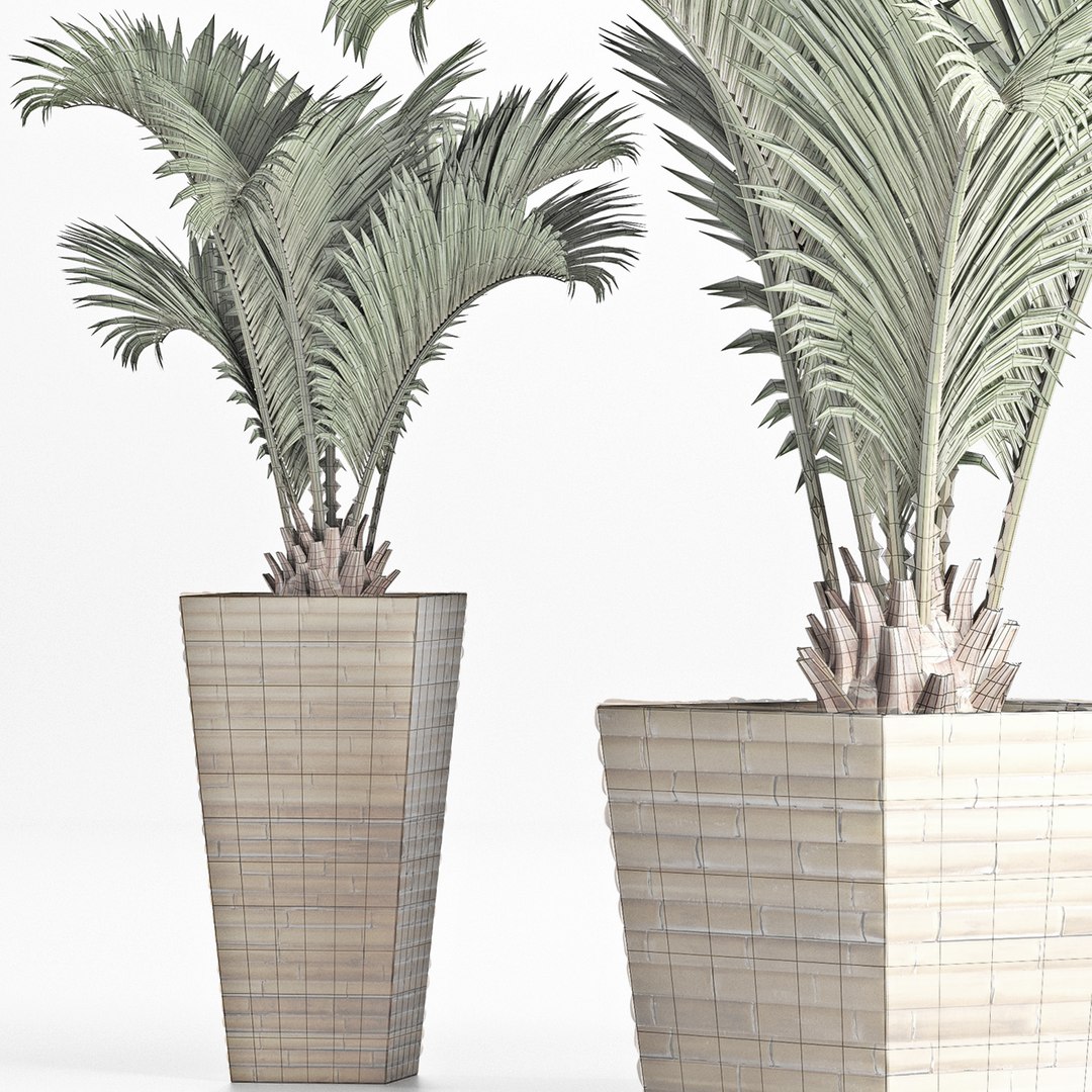 Palm plants model - TurboSquid 1685268