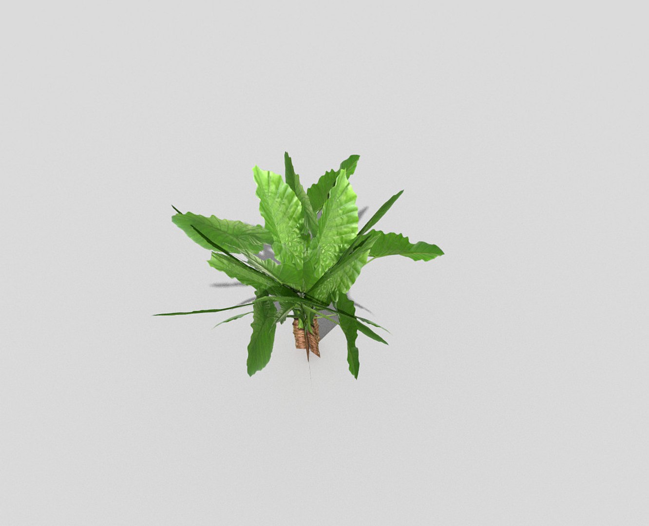 3d Plant