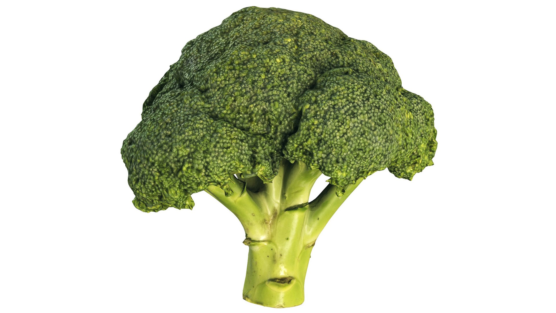 Broccoli Scanned 4k Model - TurboSquid 1859664