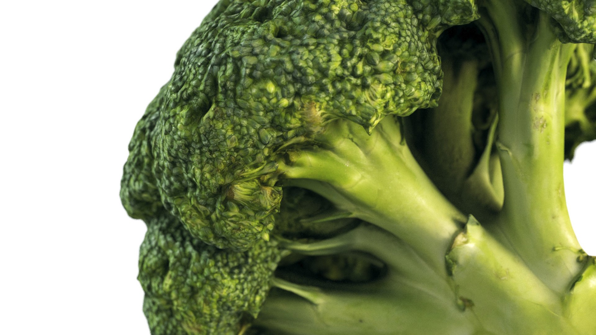 Broccoli Scanned 4k Model - TurboSquid 1859664
