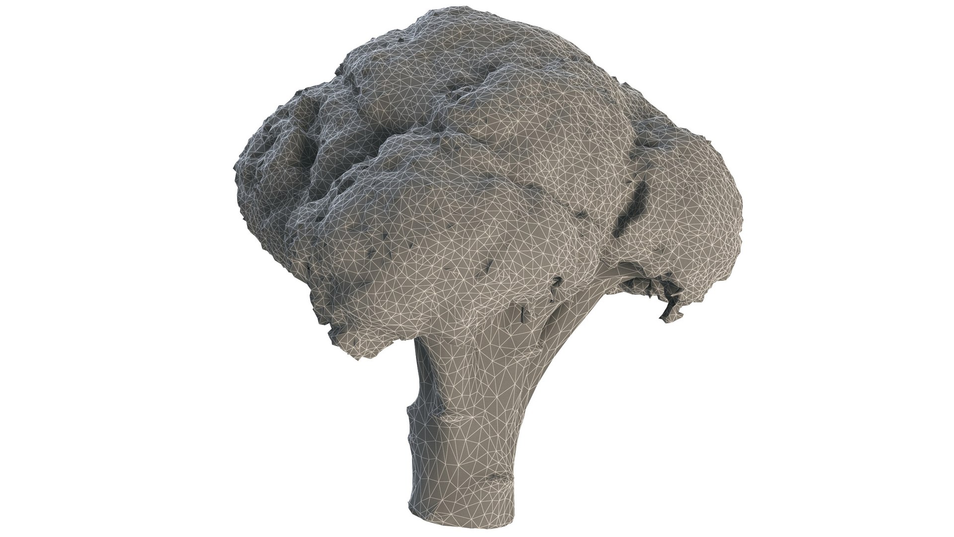 Broccoli Scanned 4k Model - TurboSquid 1859664