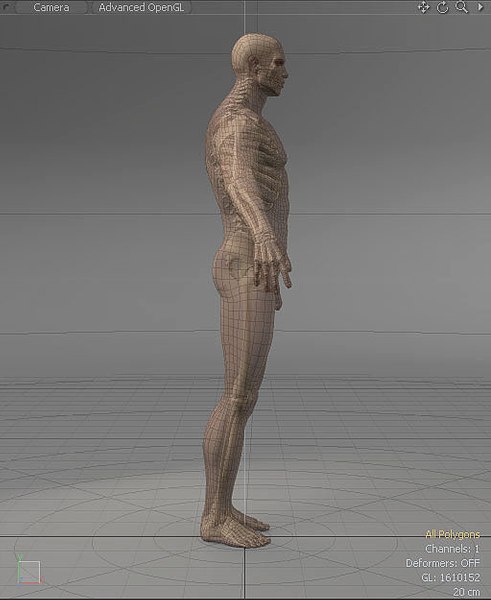 realistic man skeleton 3d ma