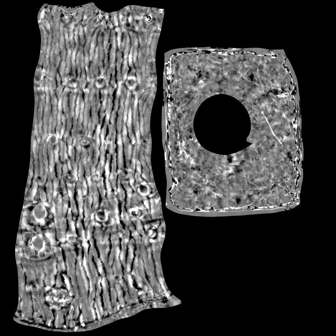 3D Tree Trunk - - TurboSquid 1442646