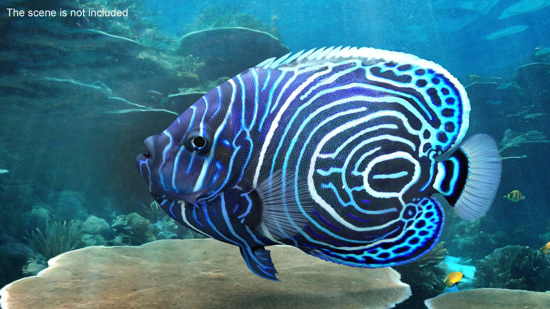 3D Emperor Angelfish Or Pomacanthus Imperator Model - TurboSquid 2270564
