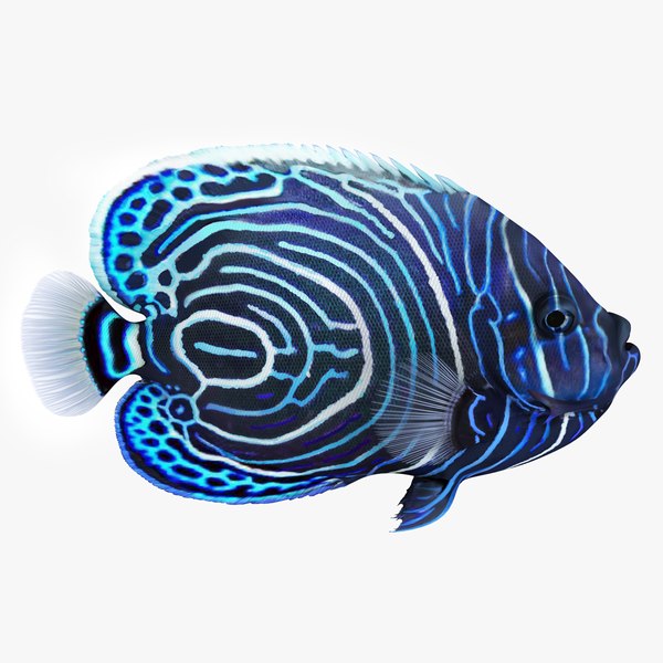 Kaiser-Kaiserfisch oder Pomacanthus Imperator 3D-Modell - TurboSquid ...