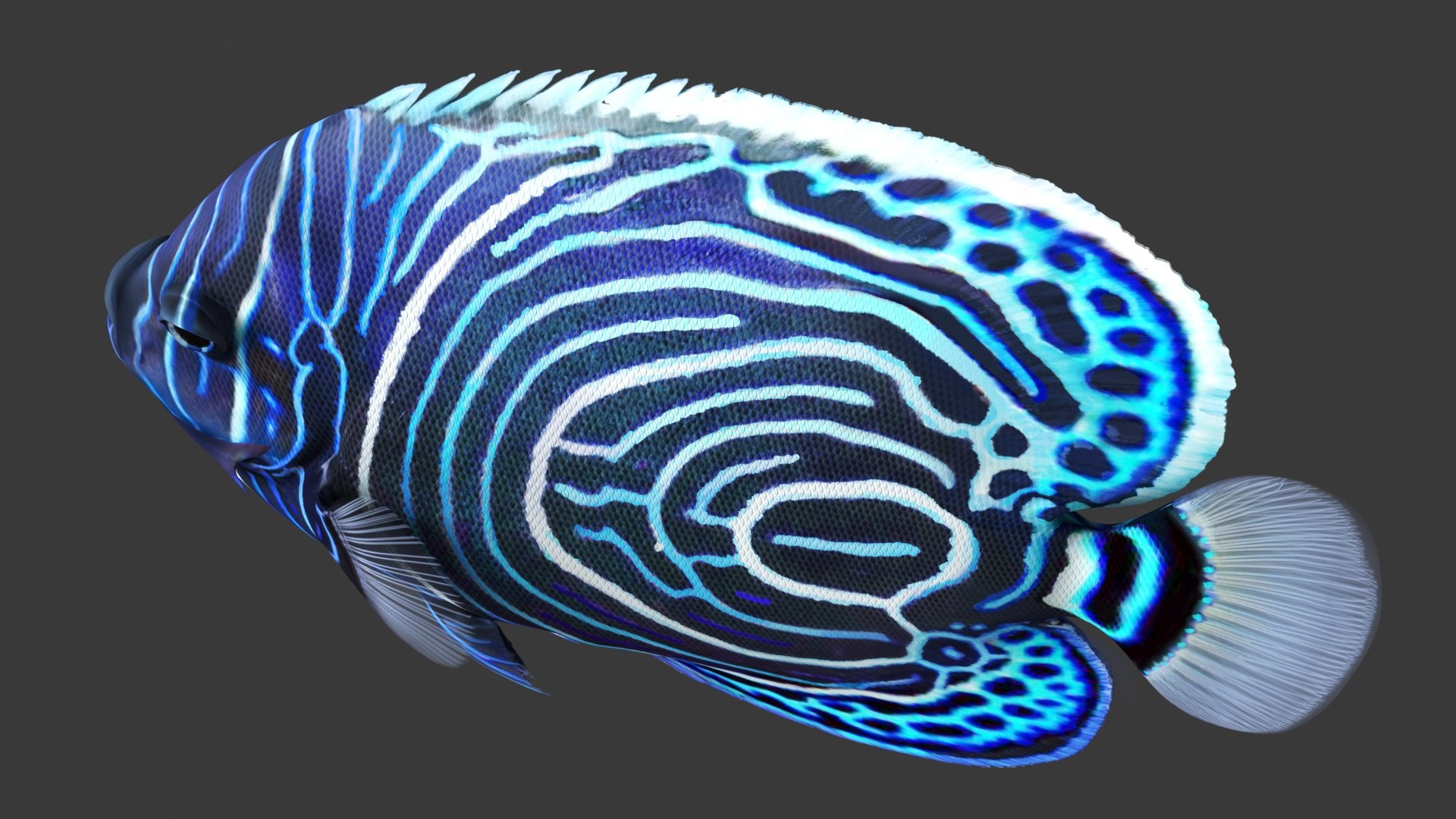 3D Emperor Angelfish Or Pomacanthus Imperator Model - TurboSquid 2270564