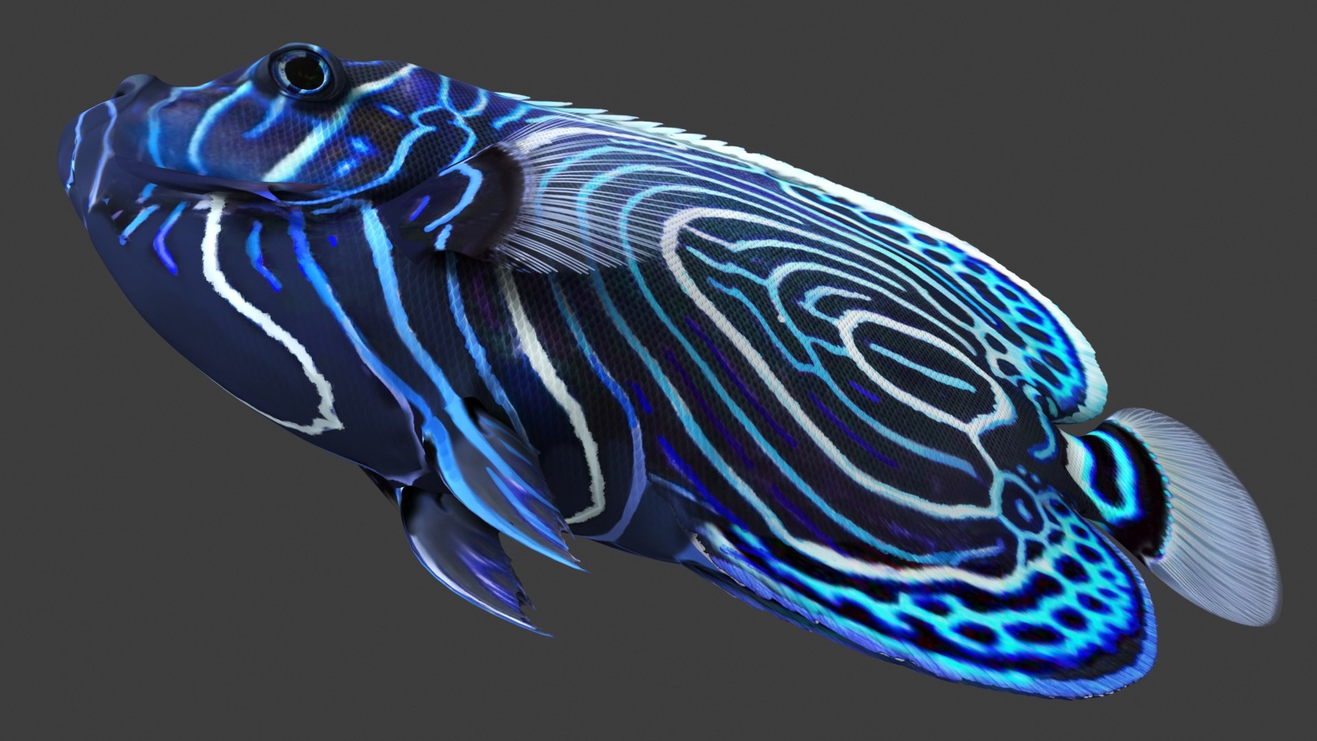 3D Emperor Angelfish Or Pomacanthus Imperator Model - TurboSquid 2270564