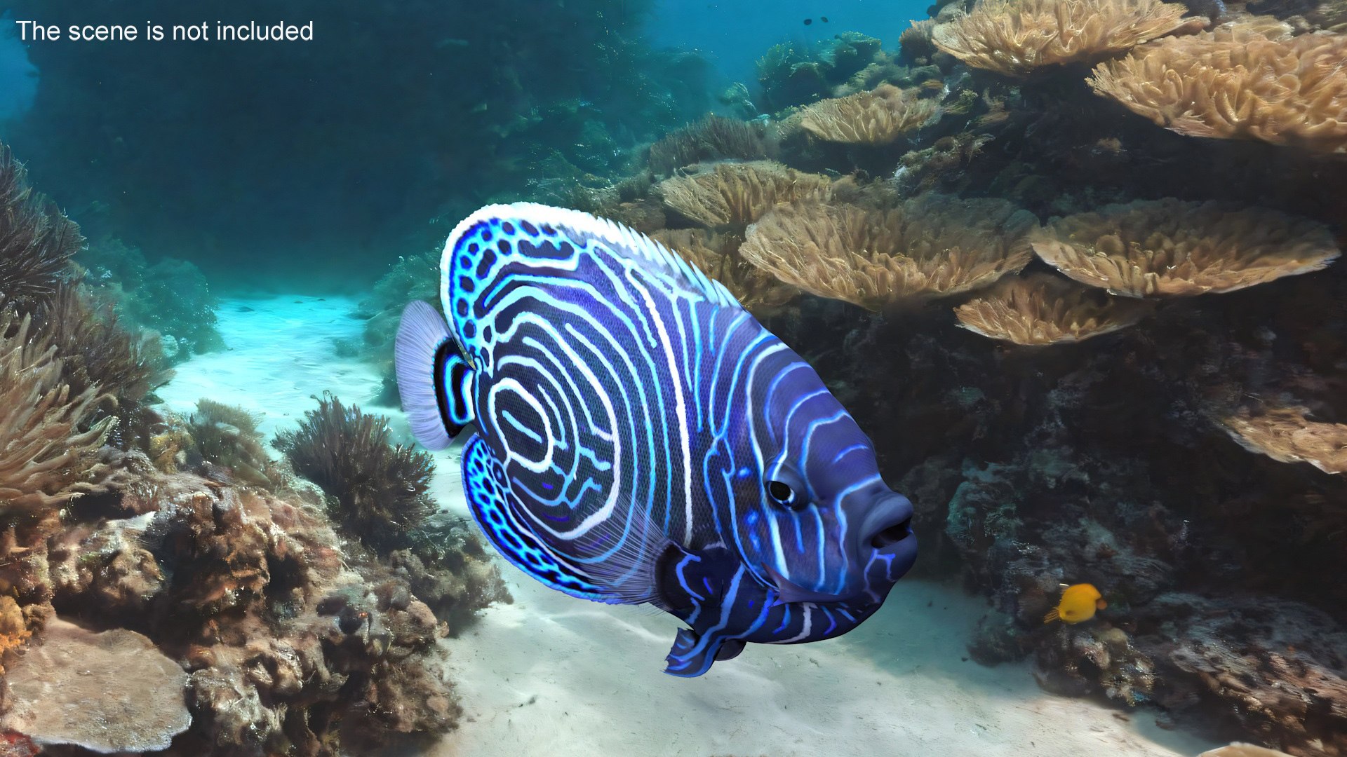 3D Emperor Angelfish Or Pomacanthus Imperator Model - TurboSquid 2270564