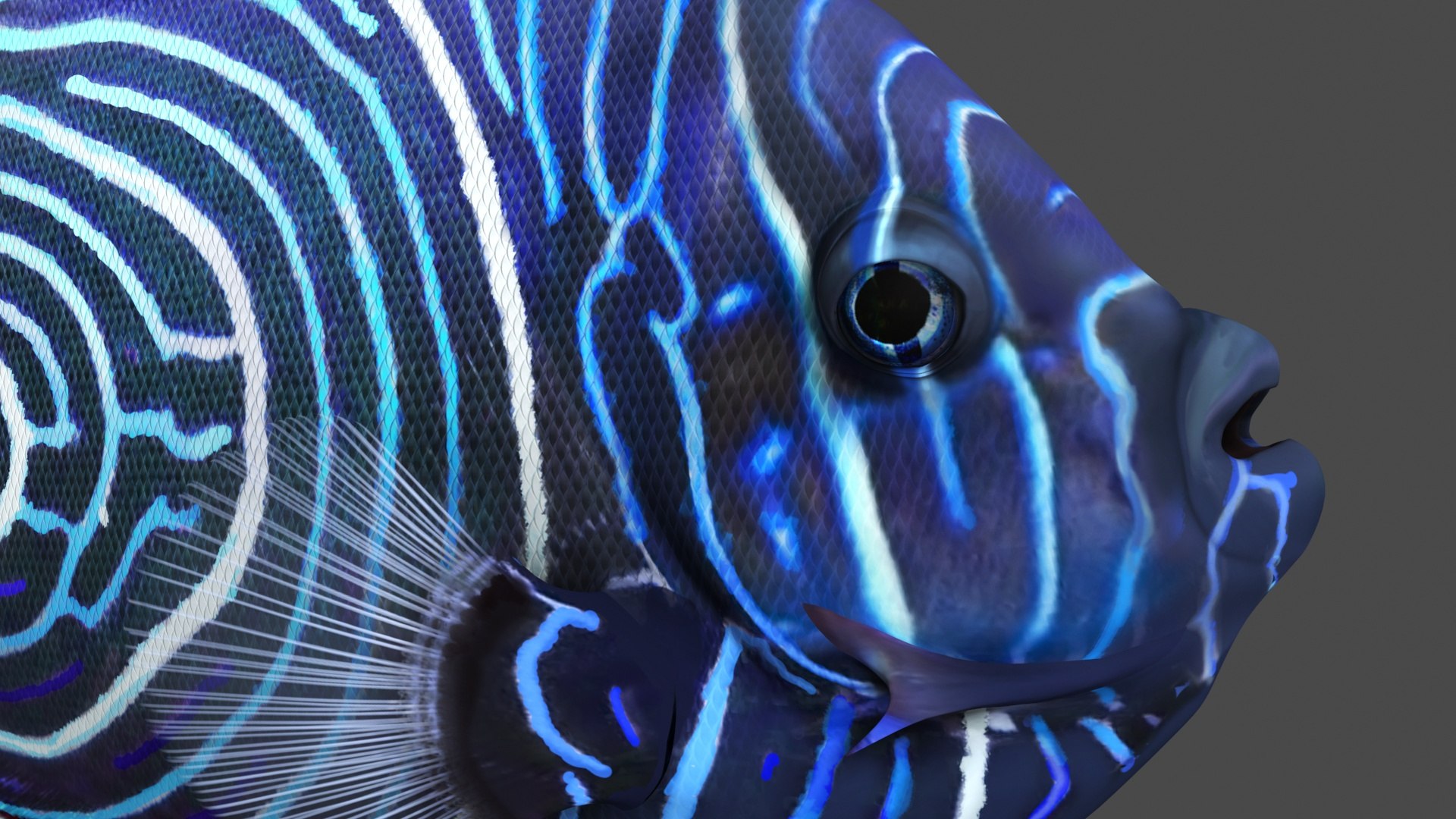 3D Emperor Angelfish Or Pomacanthus Imperator Model - TurboSquid 2270564