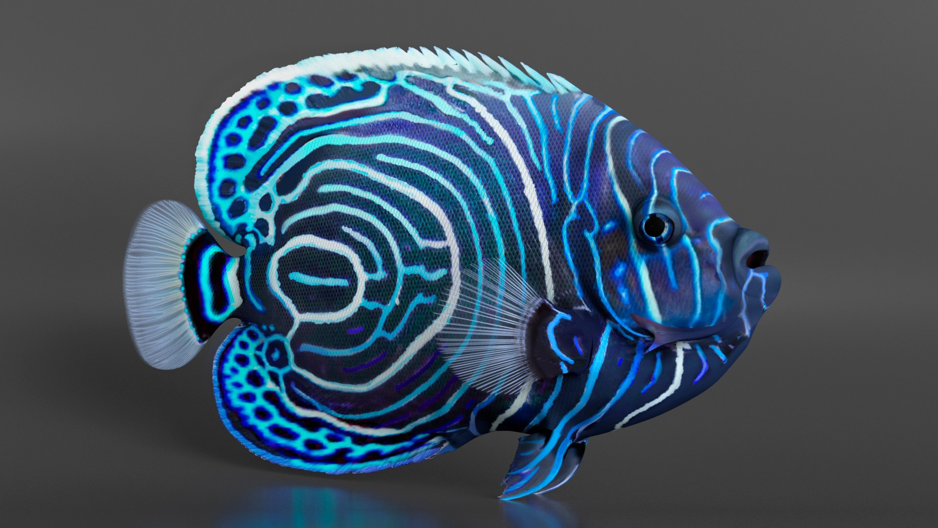 3D Emperor Angelfish Or Pomacanthus Imperator Model - TurboSquid 2270564