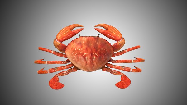 3D aquatic animal water - TurboSquid 1606686