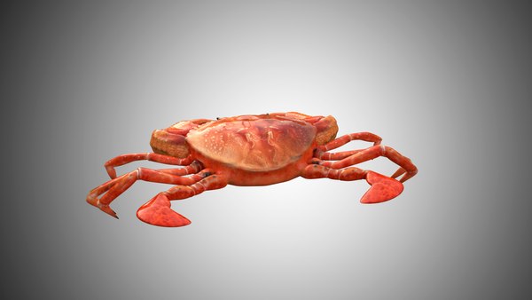 3D aquatic animal water - TurboSquid 1606686