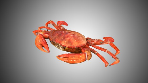 3D aquatic animal water - TurboSquid 1606686