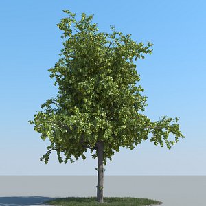 3d realistic linden lime trees