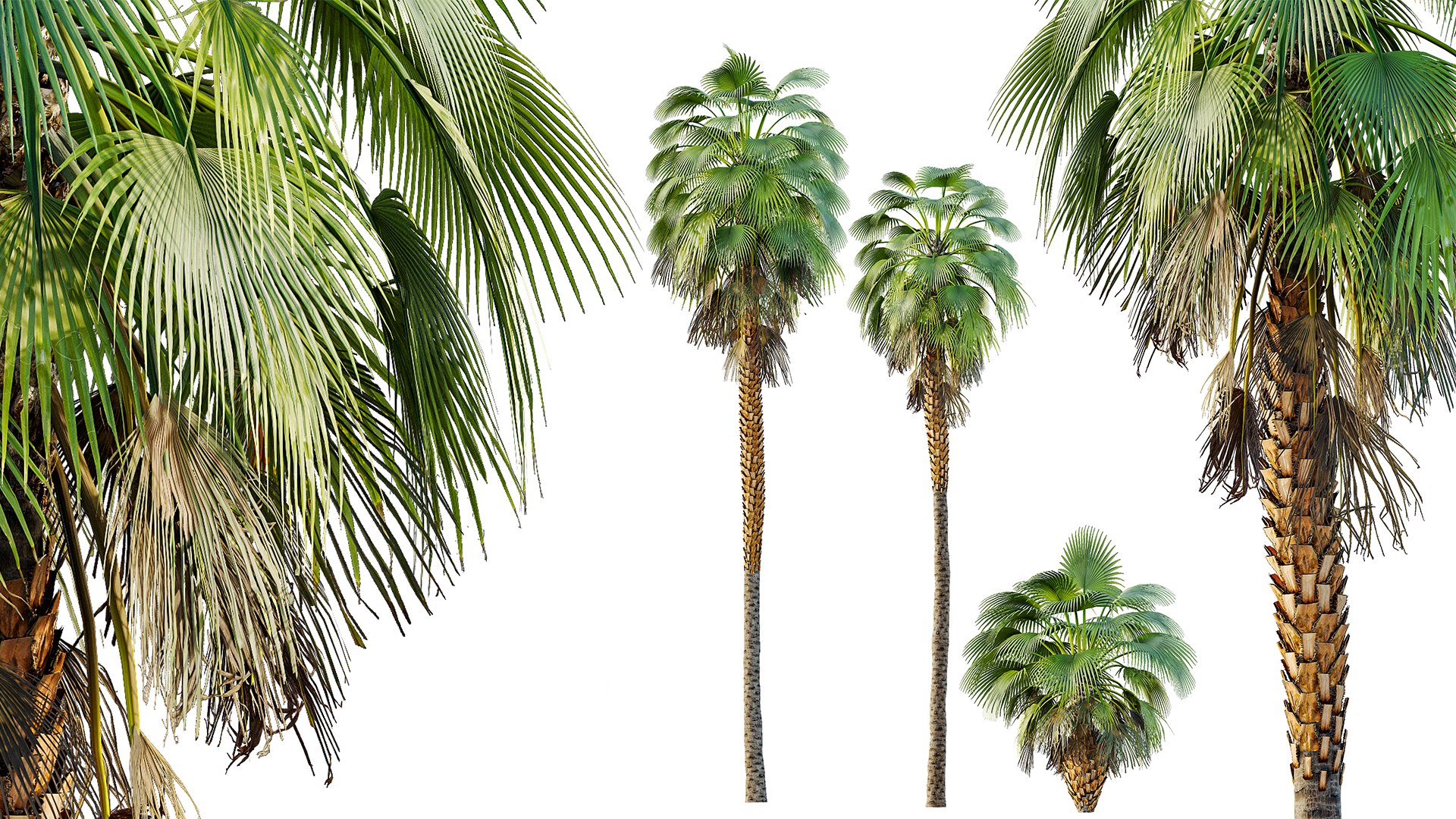 3D AV Queen Palm Trees Syagrus Romanzoffiana And Mexican Fan Palm ...