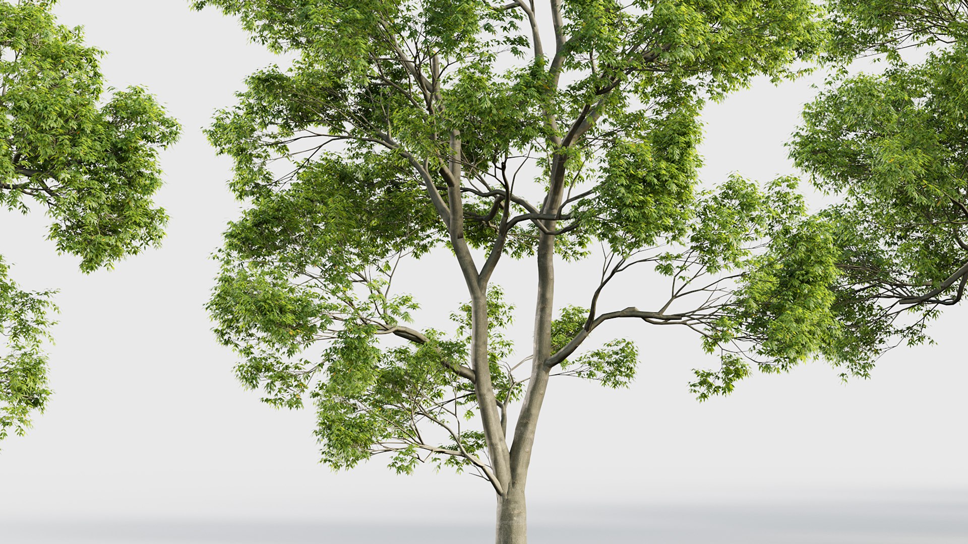 3D Fraxinus Excelsior - TurboSquid 2110540