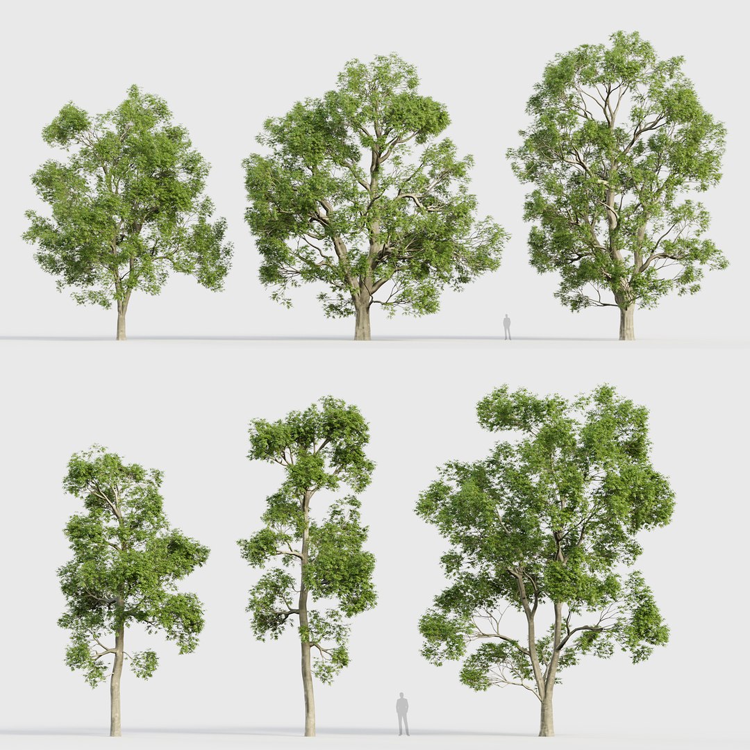 3D Fraxinus Excelsior - TurboSquid 2110540