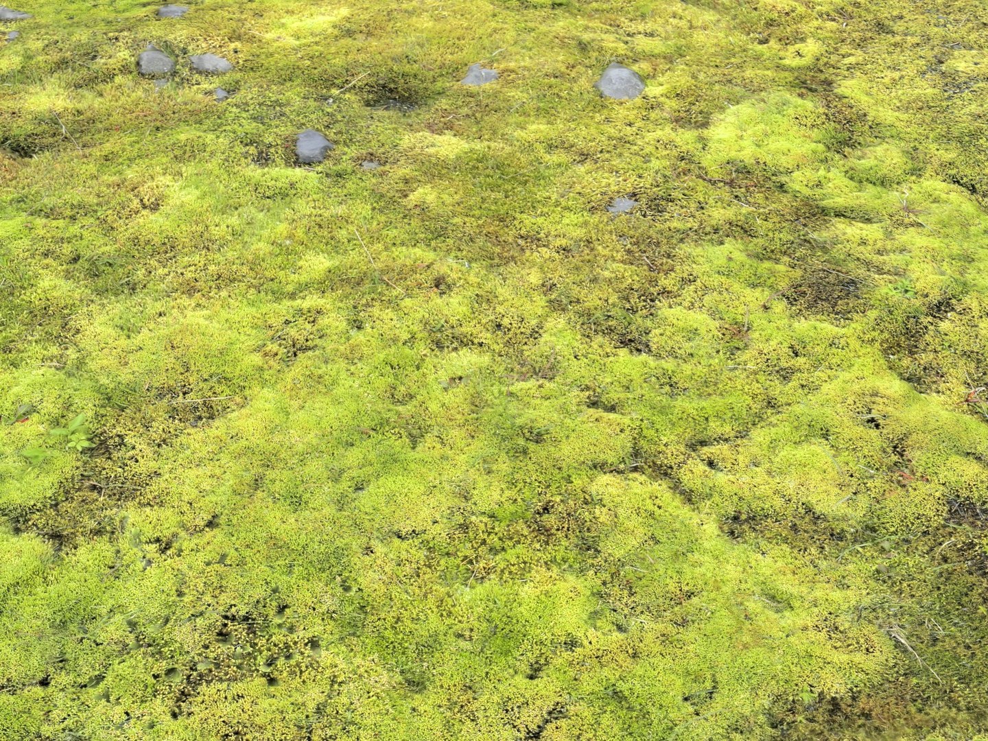 3D Ground Terrain Iceland - TurboSquid 1711146