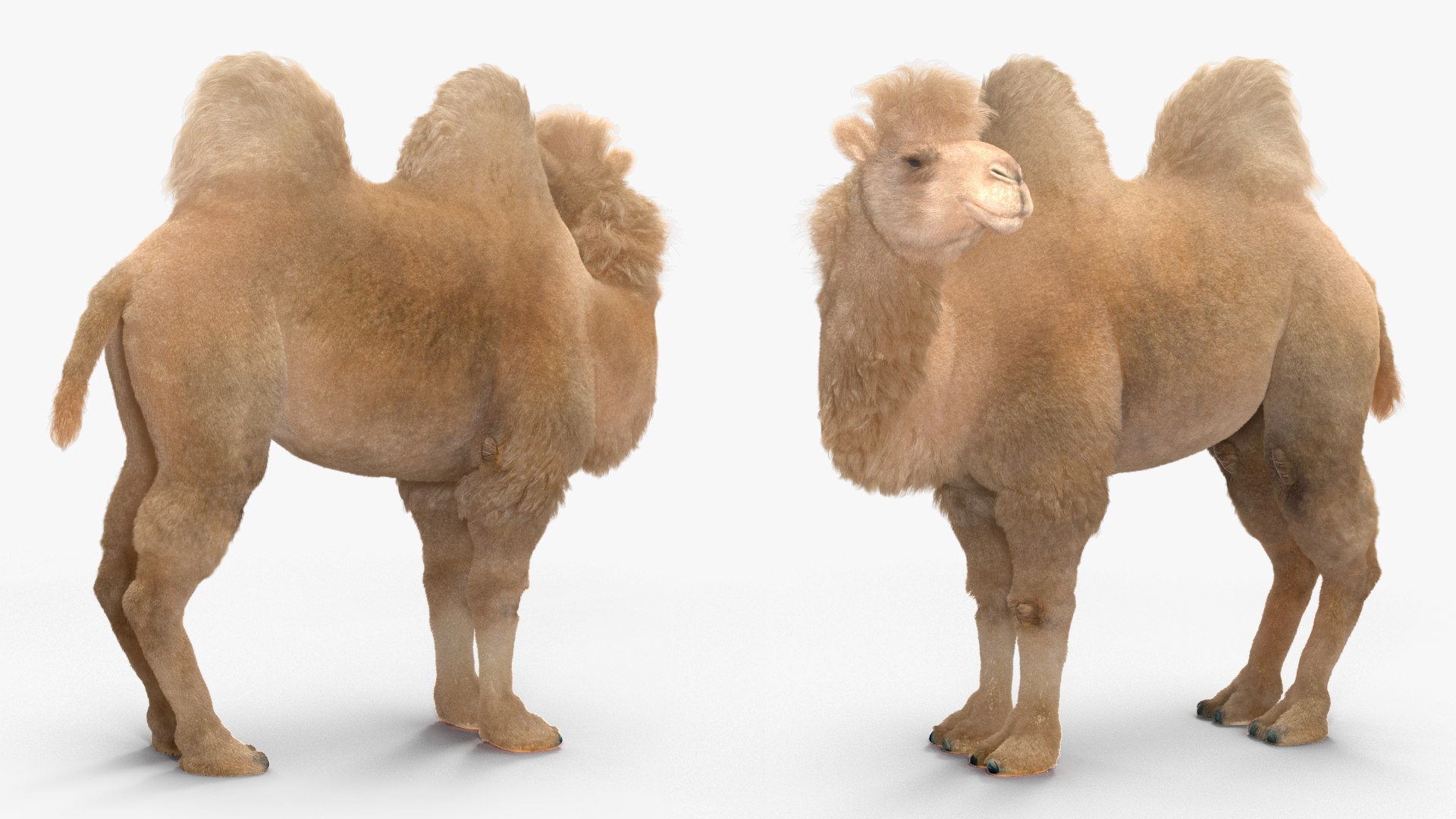 3D Model Bactrian Camel Light Colored Standing Pose Fur - TurboSquid ...