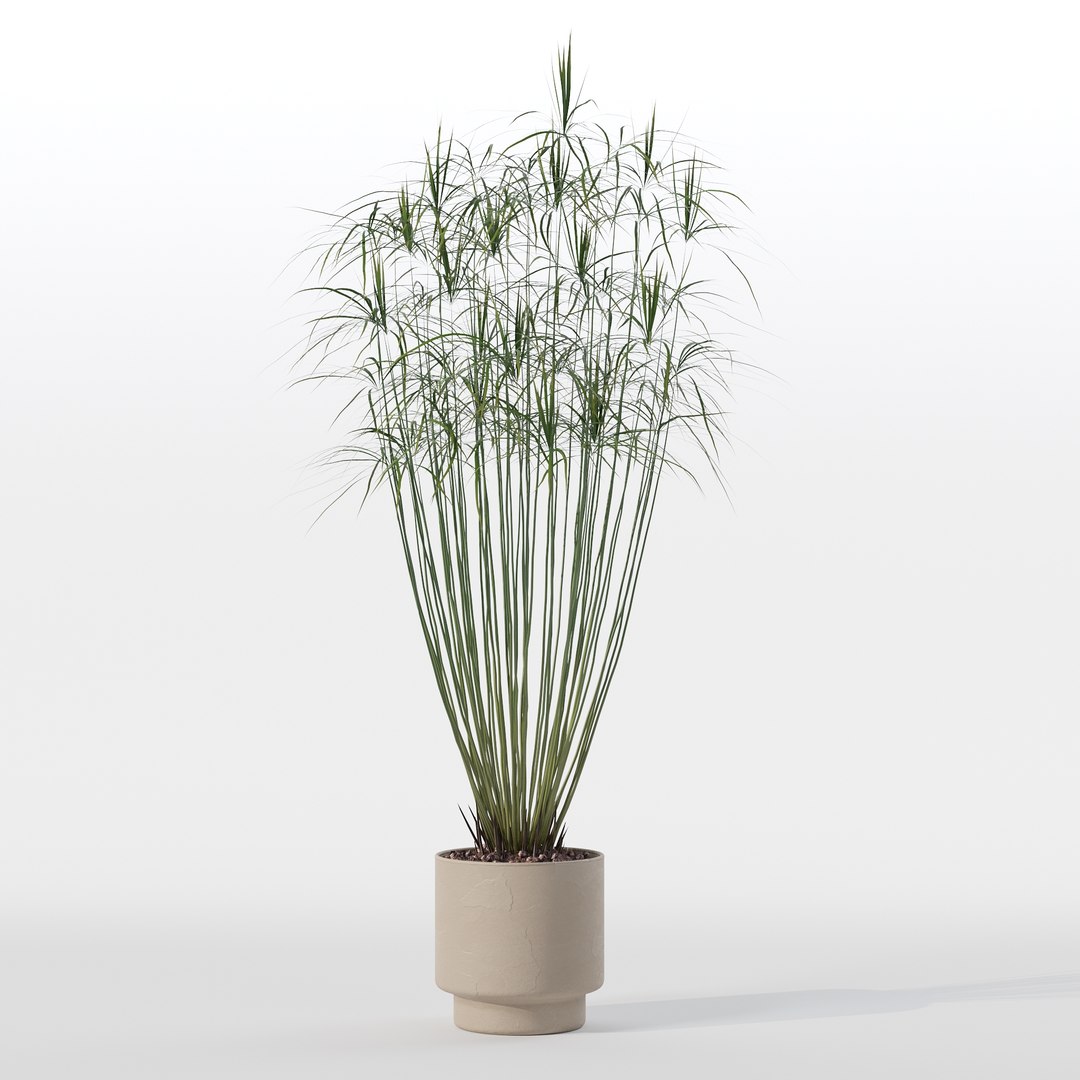 3D Cyperus Papyrus In Modern Flower Pot - TurboSquid 2184692