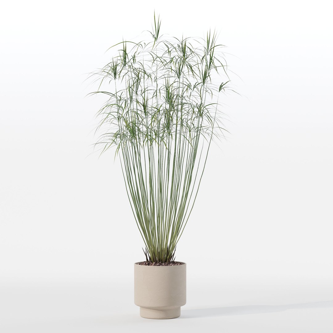 3D Cyperus Papyrus In Modern Flower Pot - TurboSquid 2184692