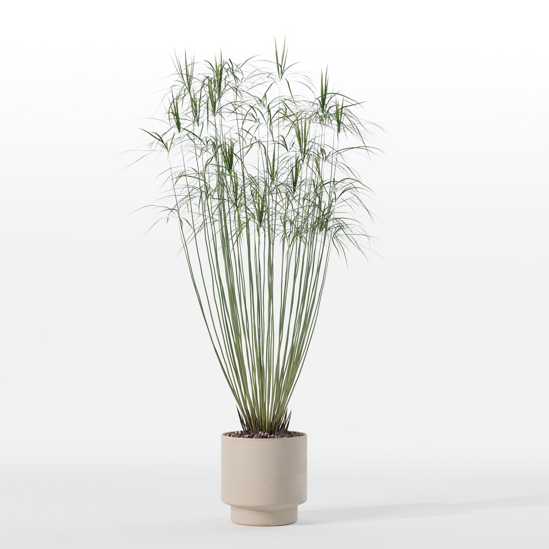 3D Cyperus Papyrus In Modern Flower Pot - TurboSquid 2184692