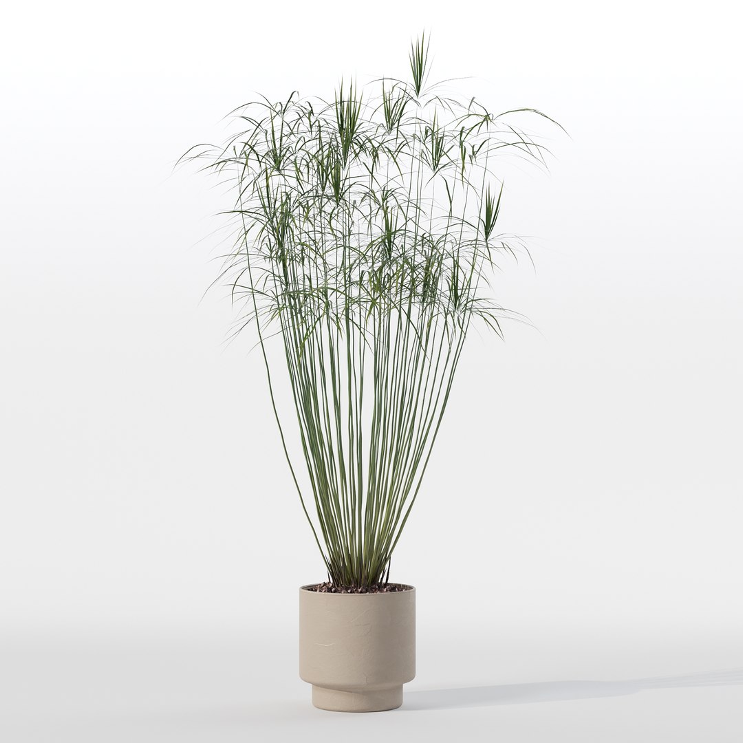 3D Cyperus Papyrus In Modern Flower Pot - TurboSquid 2184692