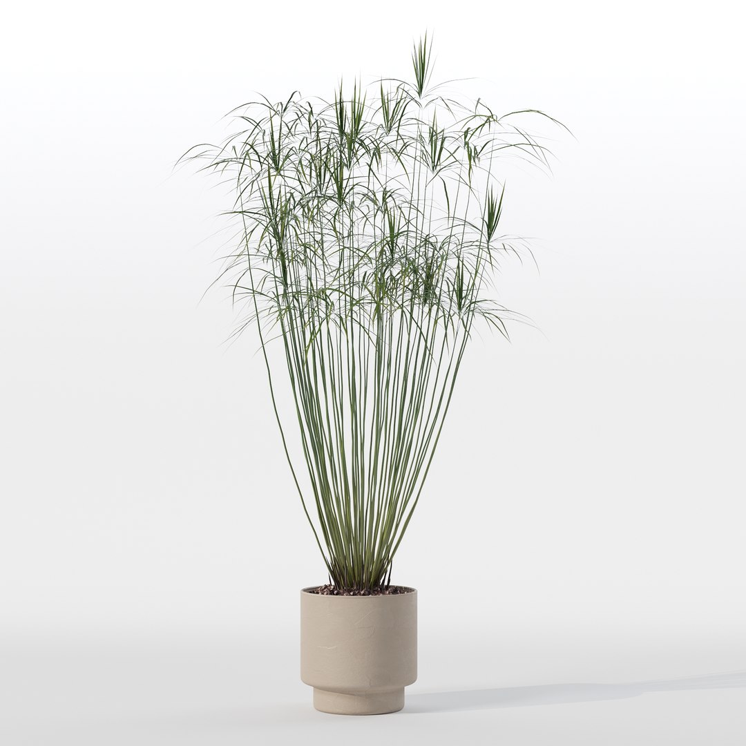 3D Cyperus Papyrus In Modern Flower Pot - TurboSquid 2184692