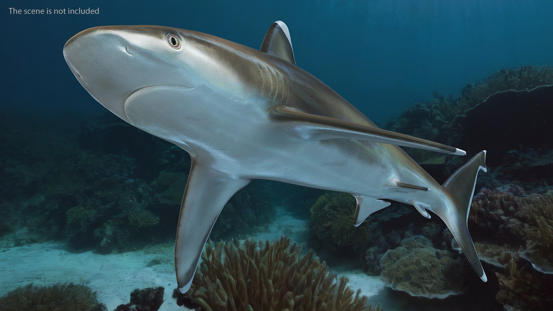 3D Realistic Silvertip Shark - TurboSquid 2236309
