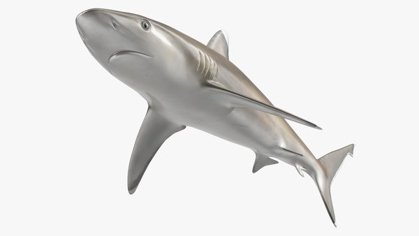 modelo 3d Tiburón punta plateada realista - TurboSquid 2236309