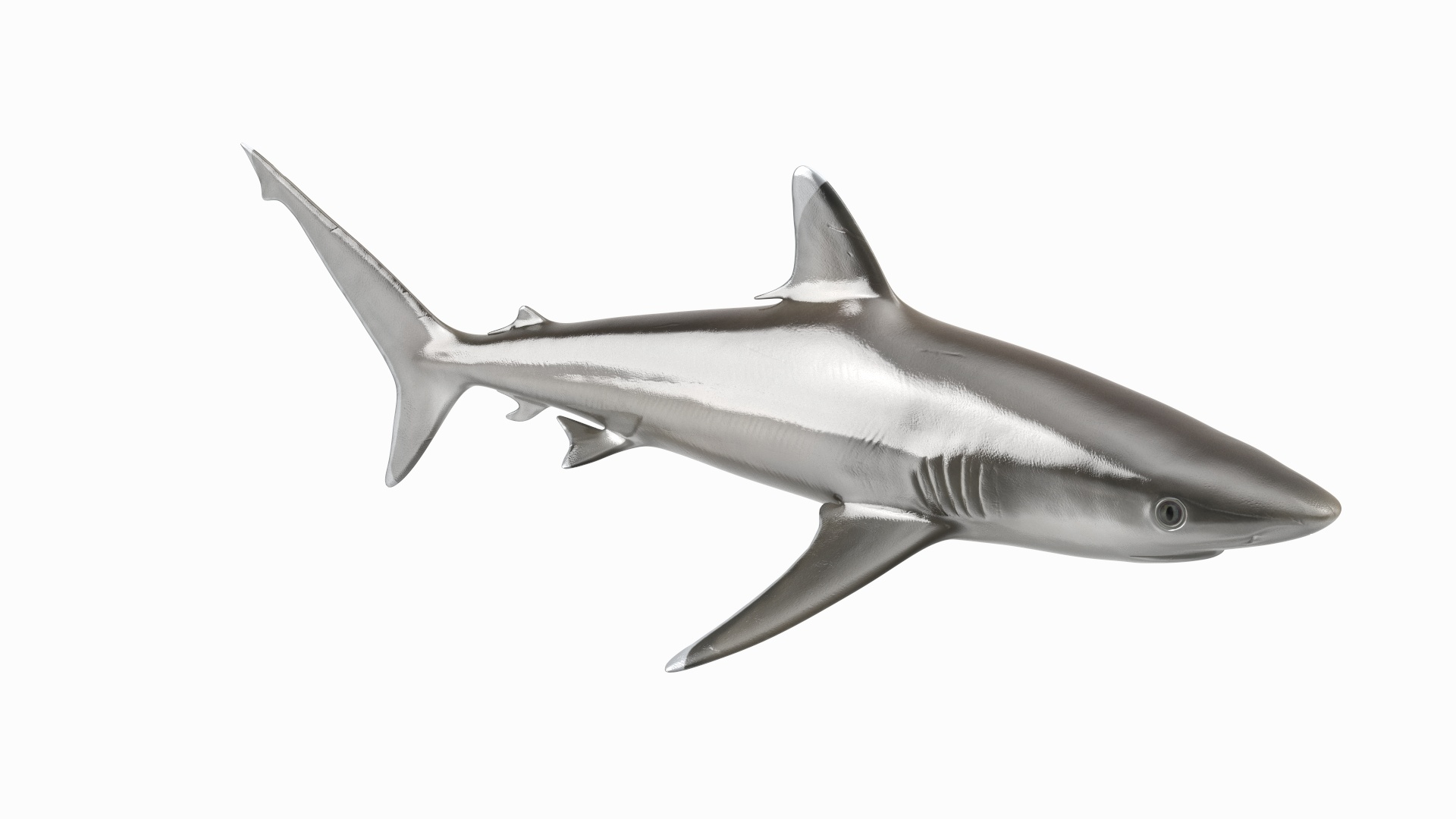 Silvertip Shark Silvertip Shark (Carcharhinus Albimarginatus).