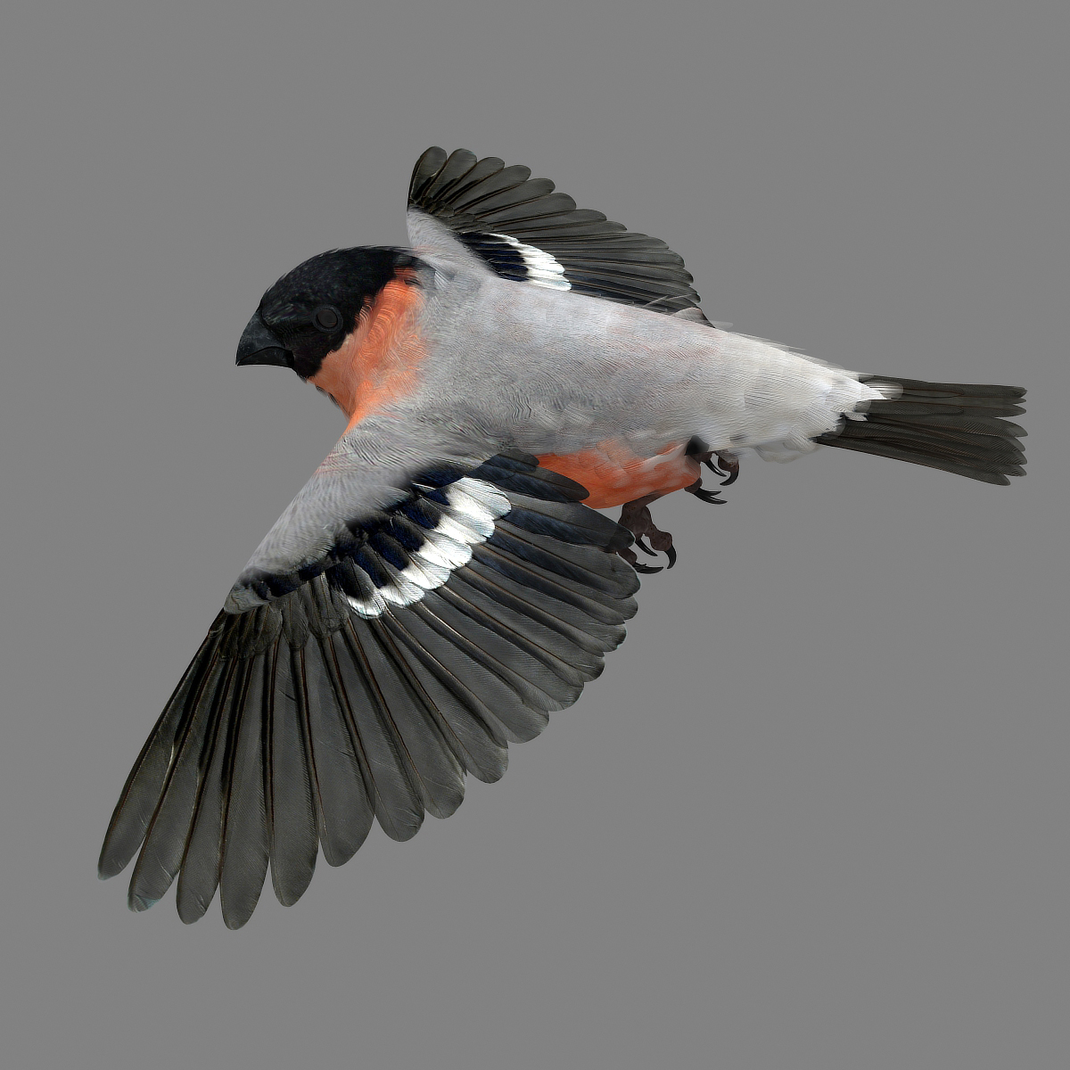 eurasian bullfinch 3d model