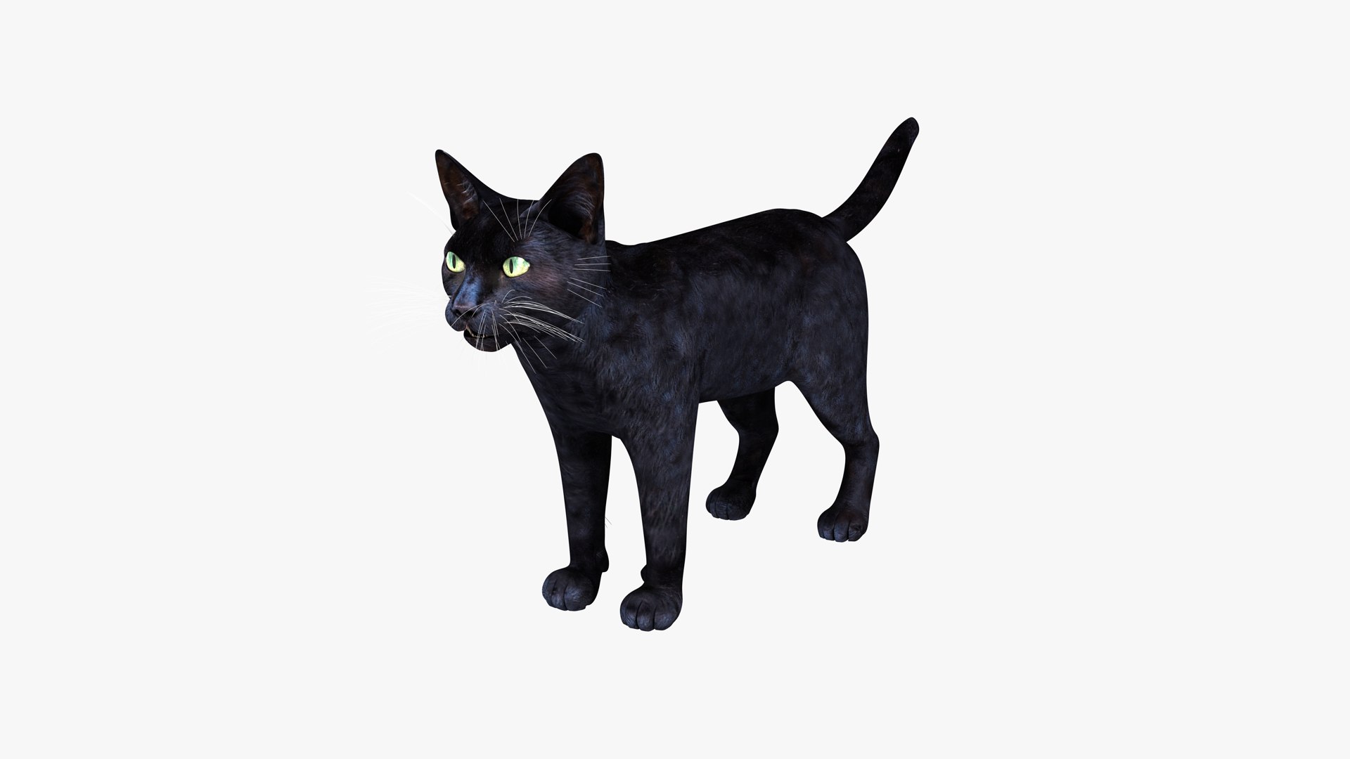 Cat Female Black 3D Model - TurboSquid 2136936