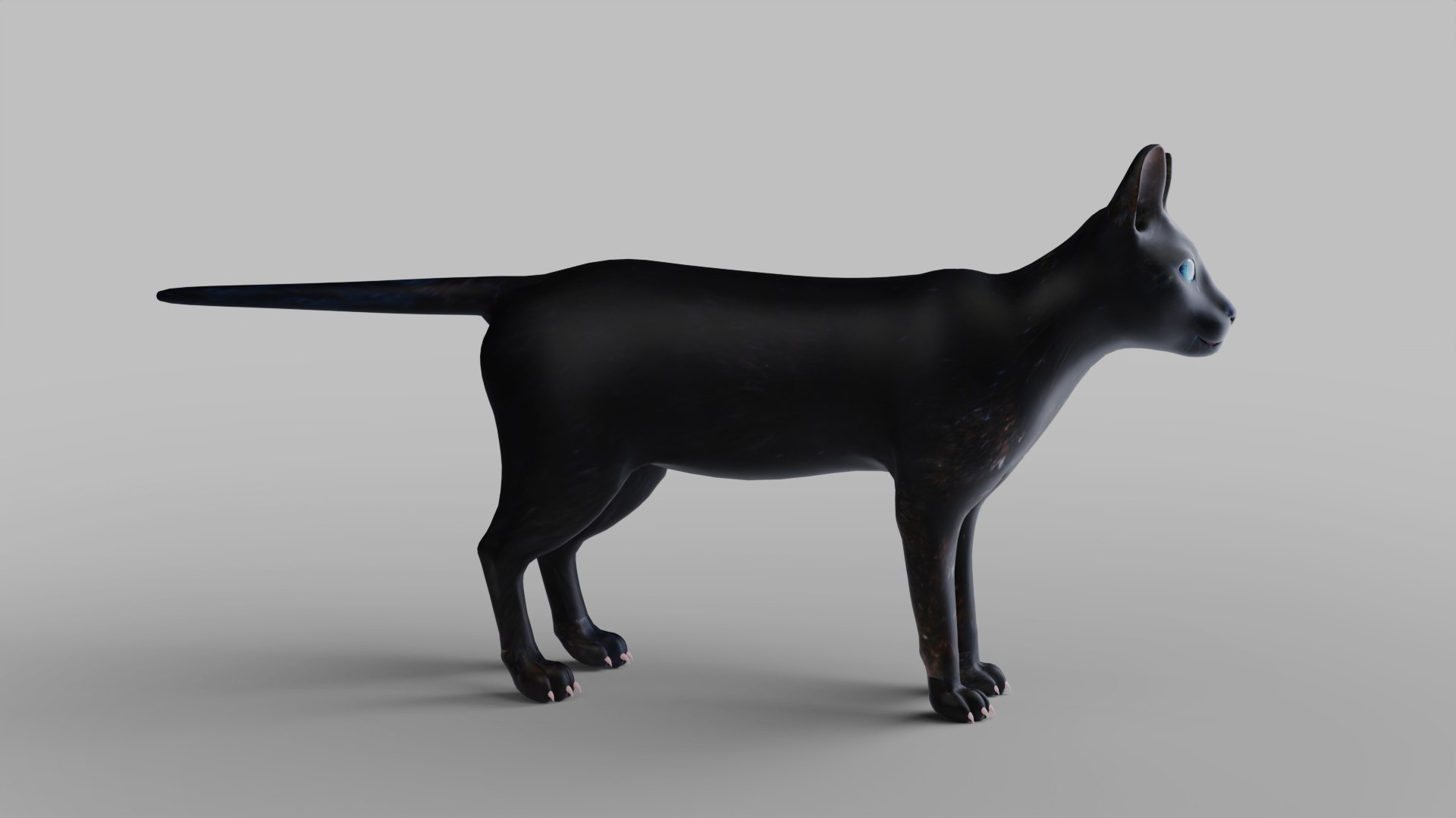 Cat Black NO Rigged In Blender 3D - TurboSquid 1984137
