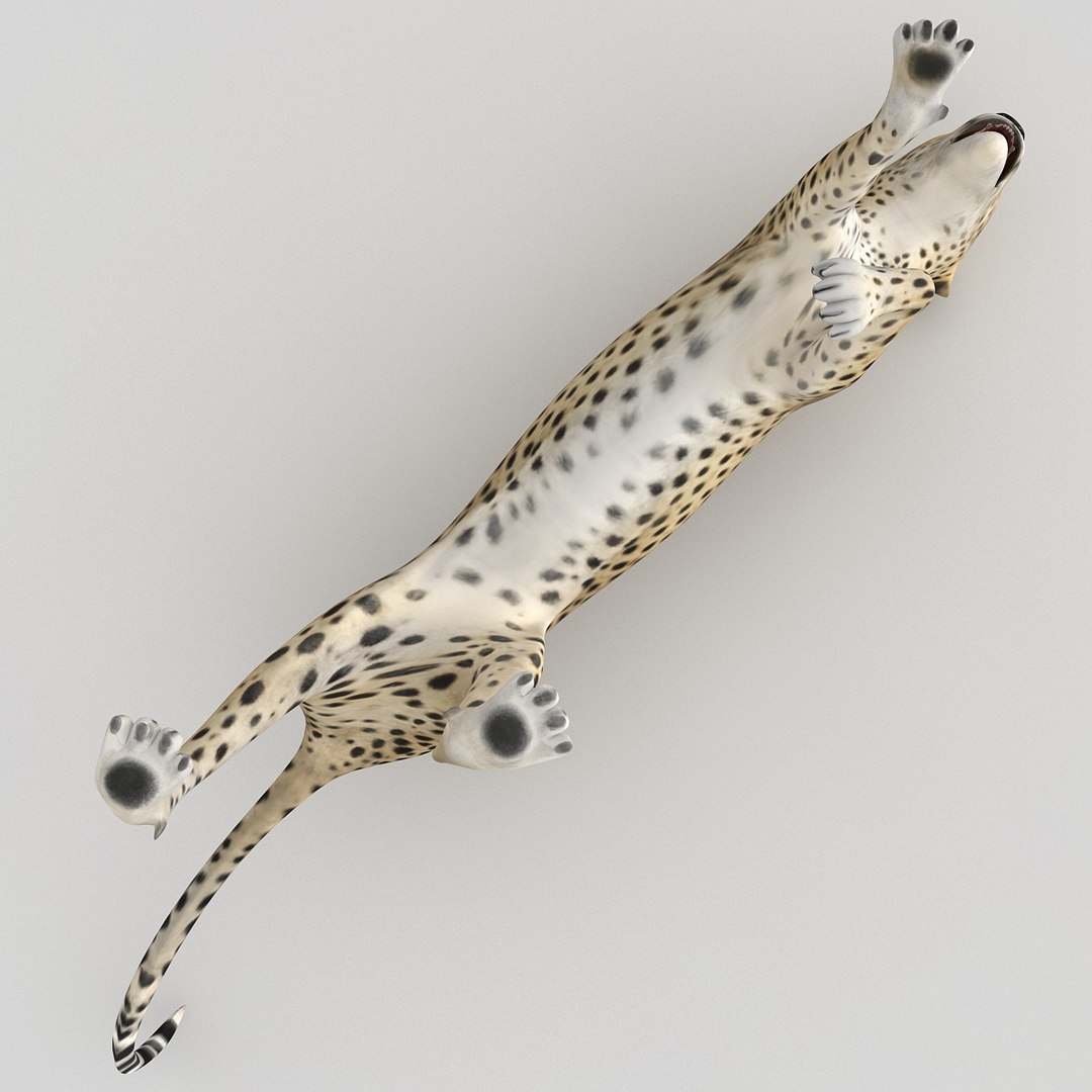 Cheetah 2 Pose 1 Max