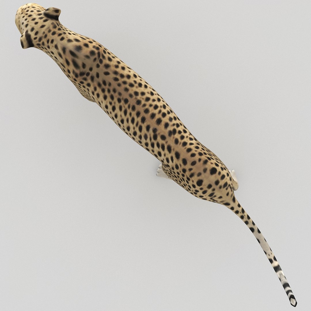 Cheetah 2 Pose 1 Max