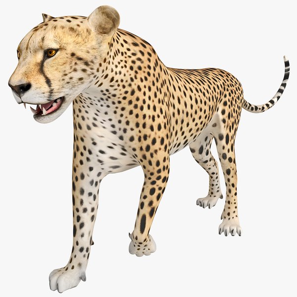 Cheetah 3D Models for Download | TurboSquid