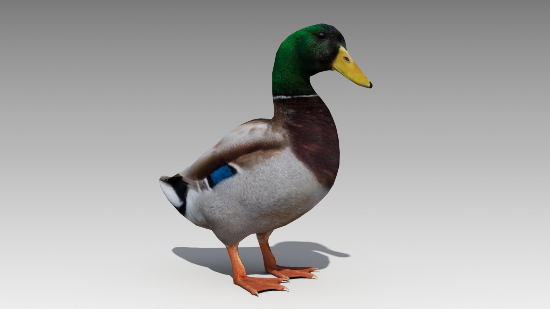 3D Mallard Duck - TurboSquid 1625342