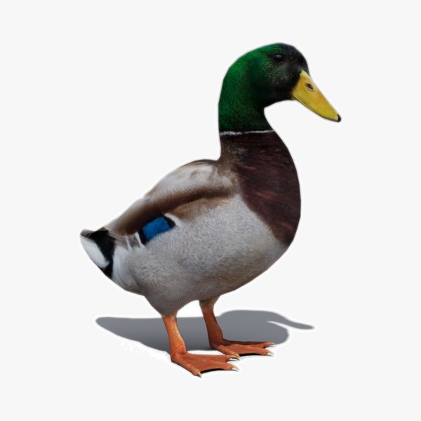 Duck Blender Models for Download | TurboSquid