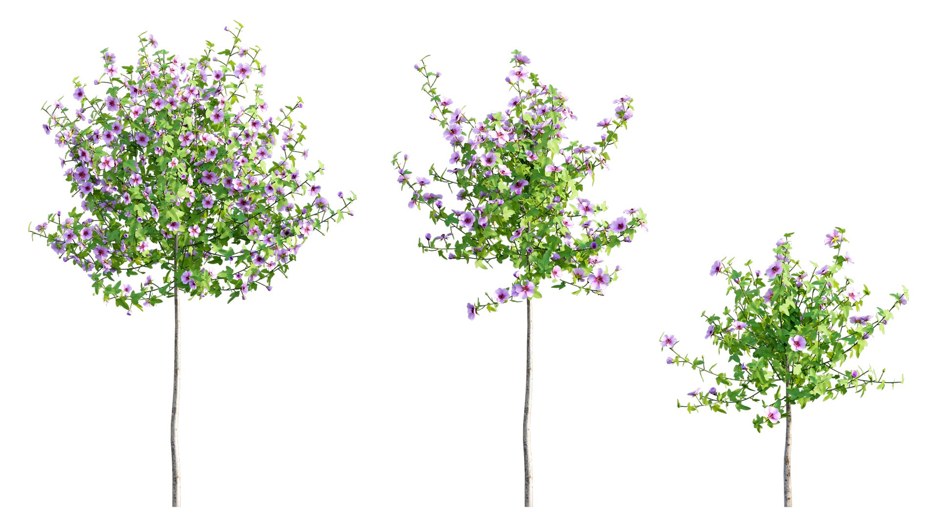 3D Model Anisodontea Capensis - African Mallow 01 - TurboSquid 2045200