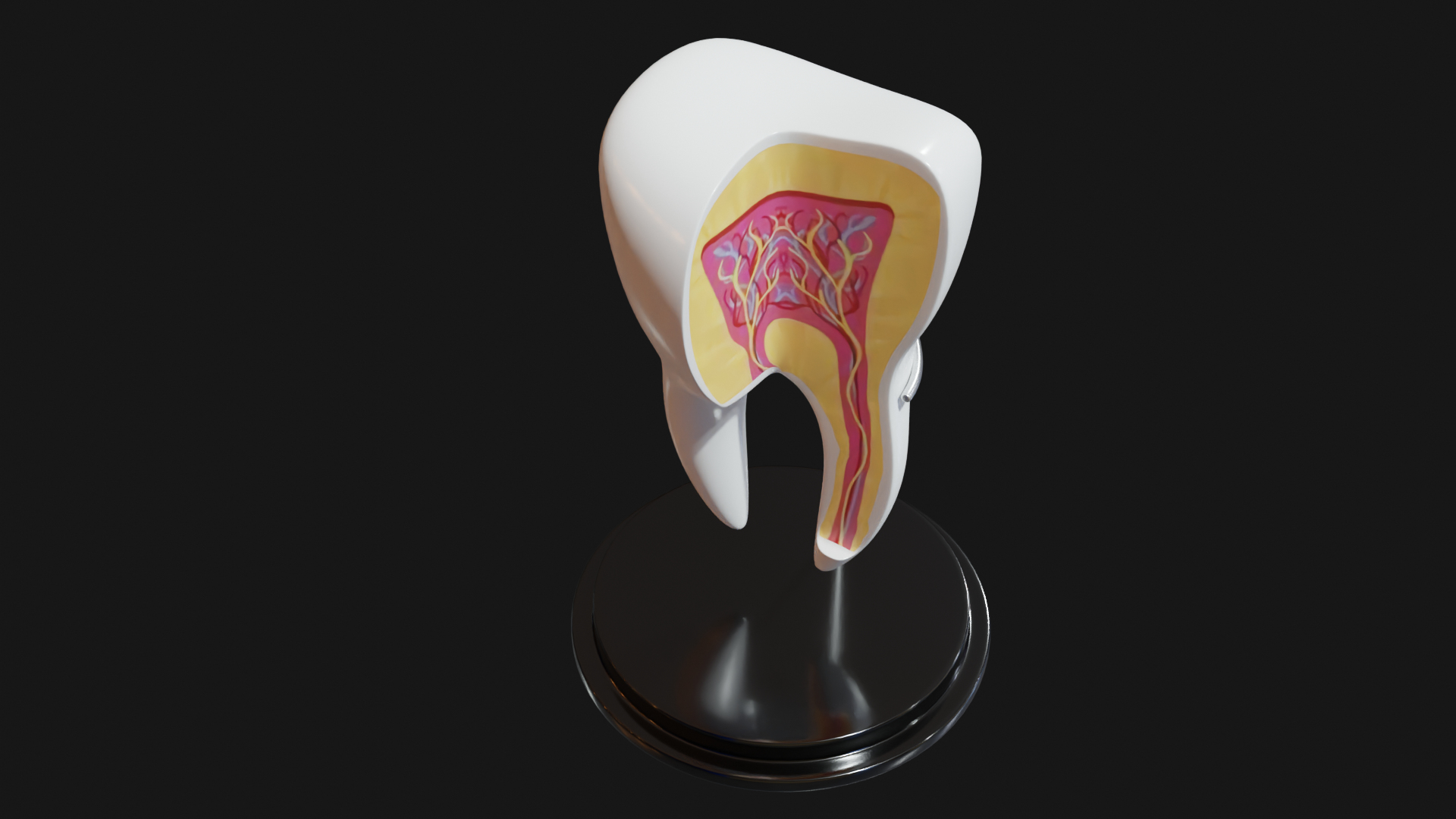 Tooth Diagram 3D model - TurboSquid 1746872