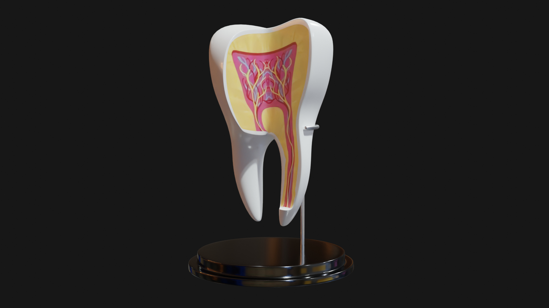 Tooth Diagram 3D Model - TurboSquid 1746872