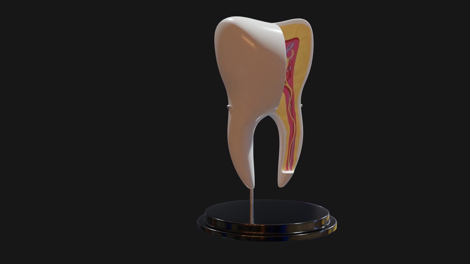 Tooth Diagram 3D Model - TurboSquid 1746872