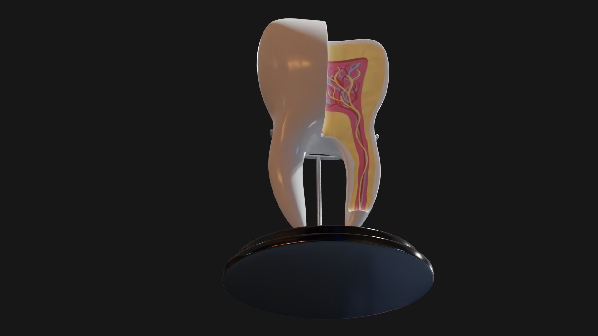 Tooth Diagram 3D Model - TurboSquid 1746872