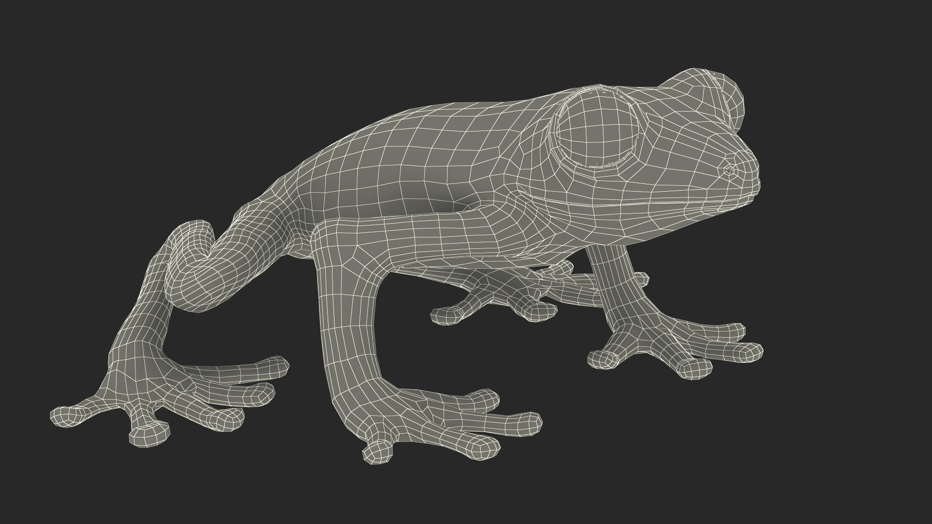 3D Realistic Tree Frog - TurboSquid 2384634